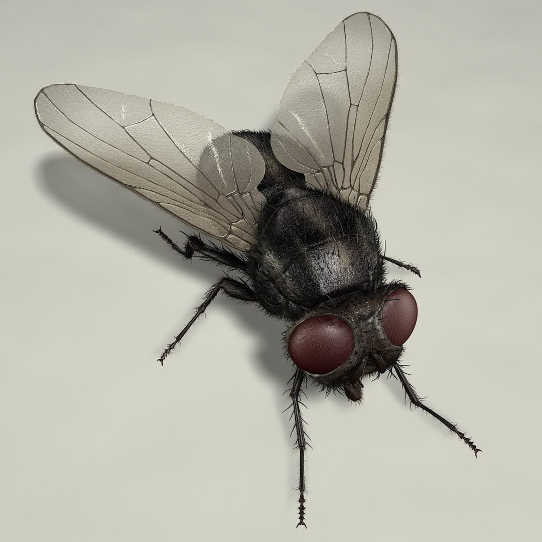 Housefly Rigged 3d Model