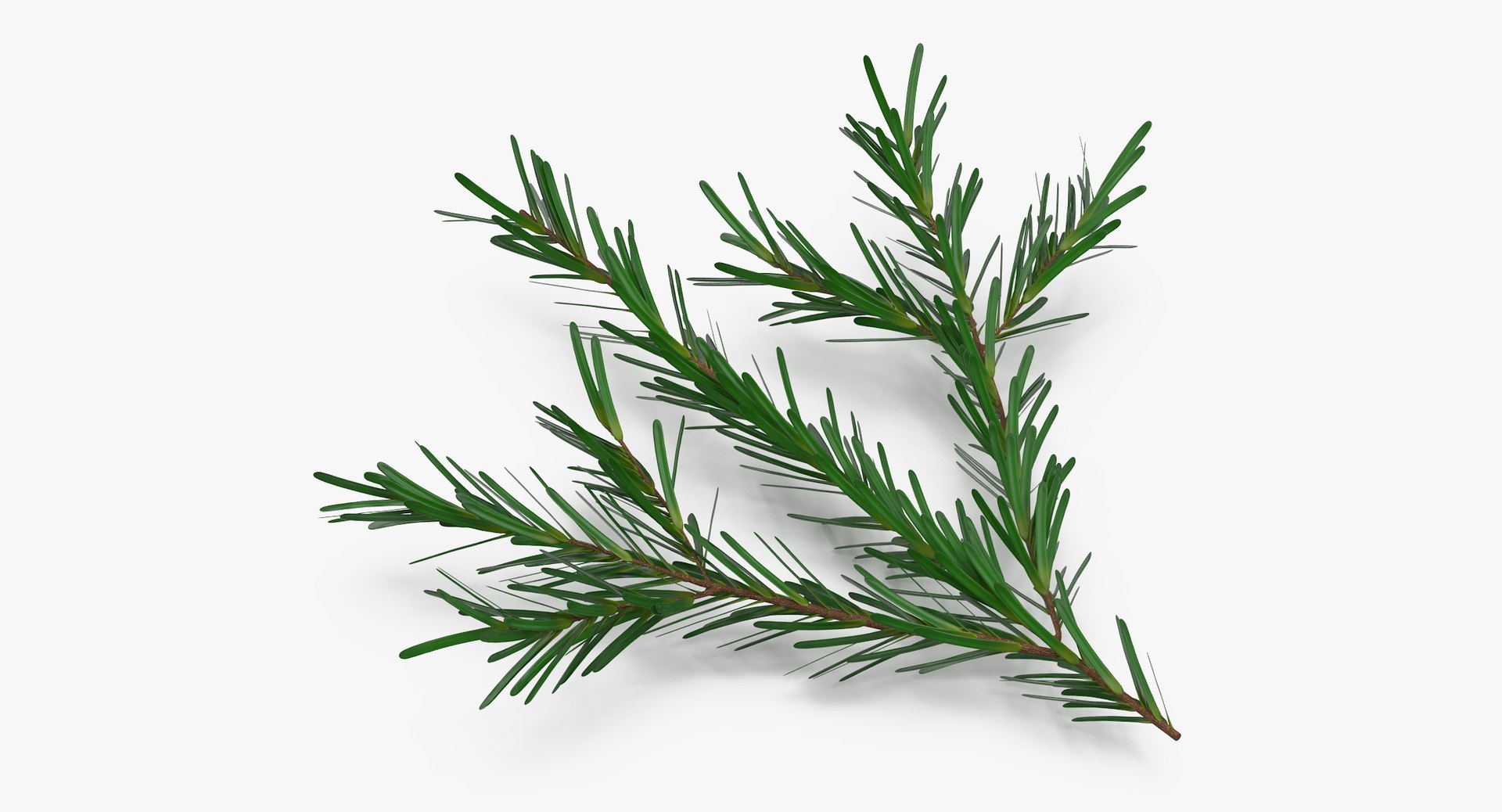 3d Model Pine Tree Sprig