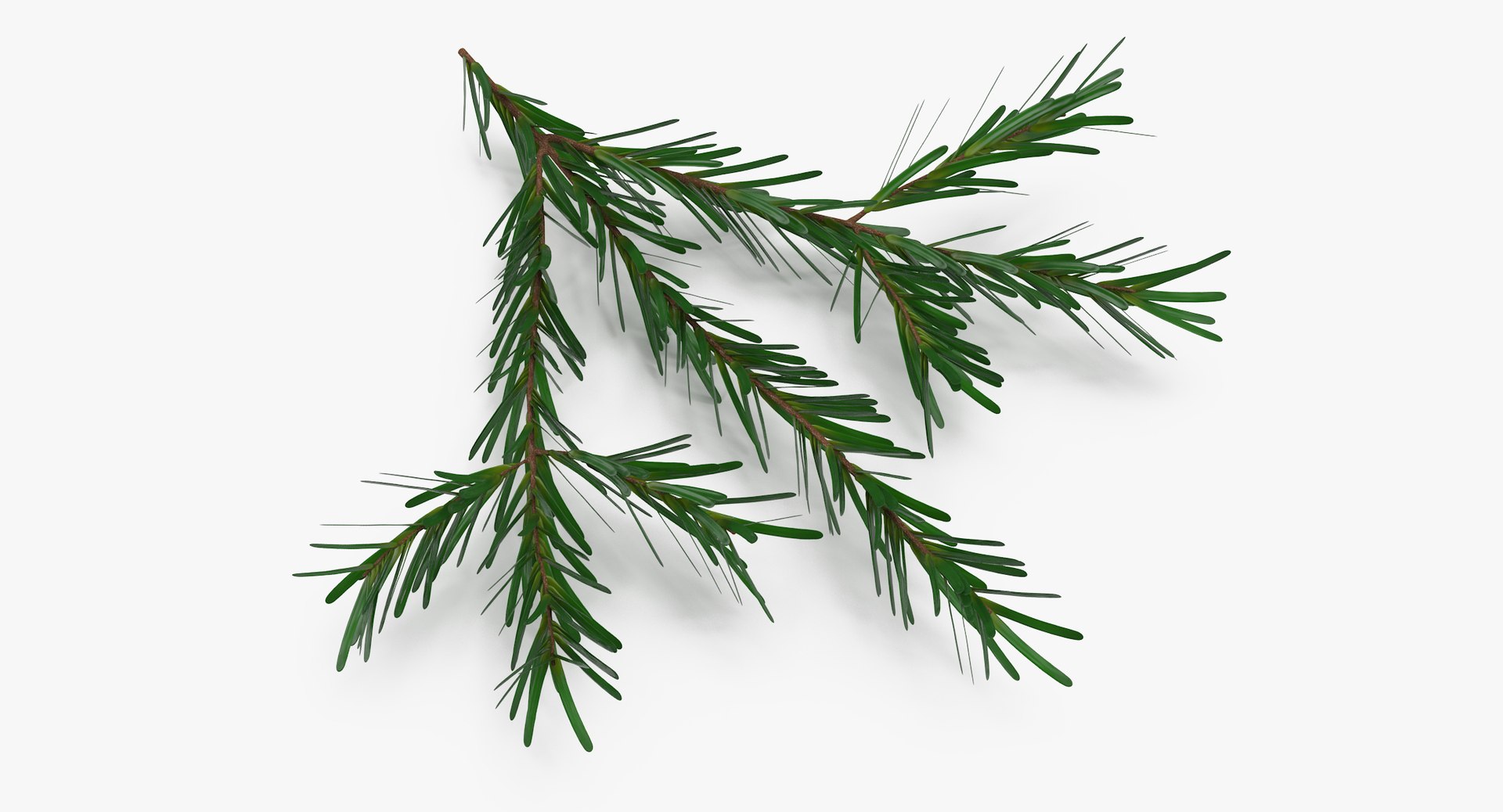 3d Model Pine Tree Sprig