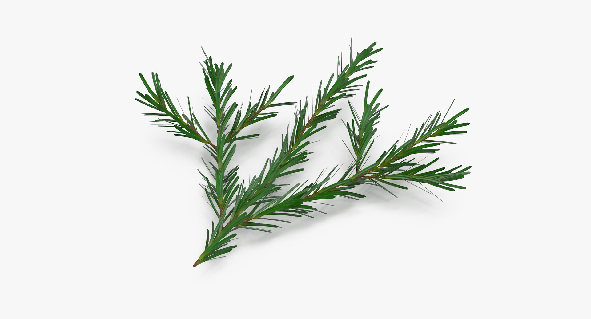 3d Model Pine Tree Sprig