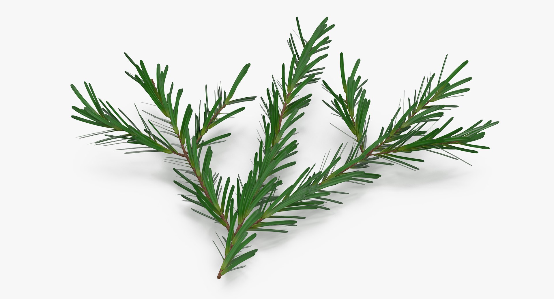 3d Model Pine Tree Sprig