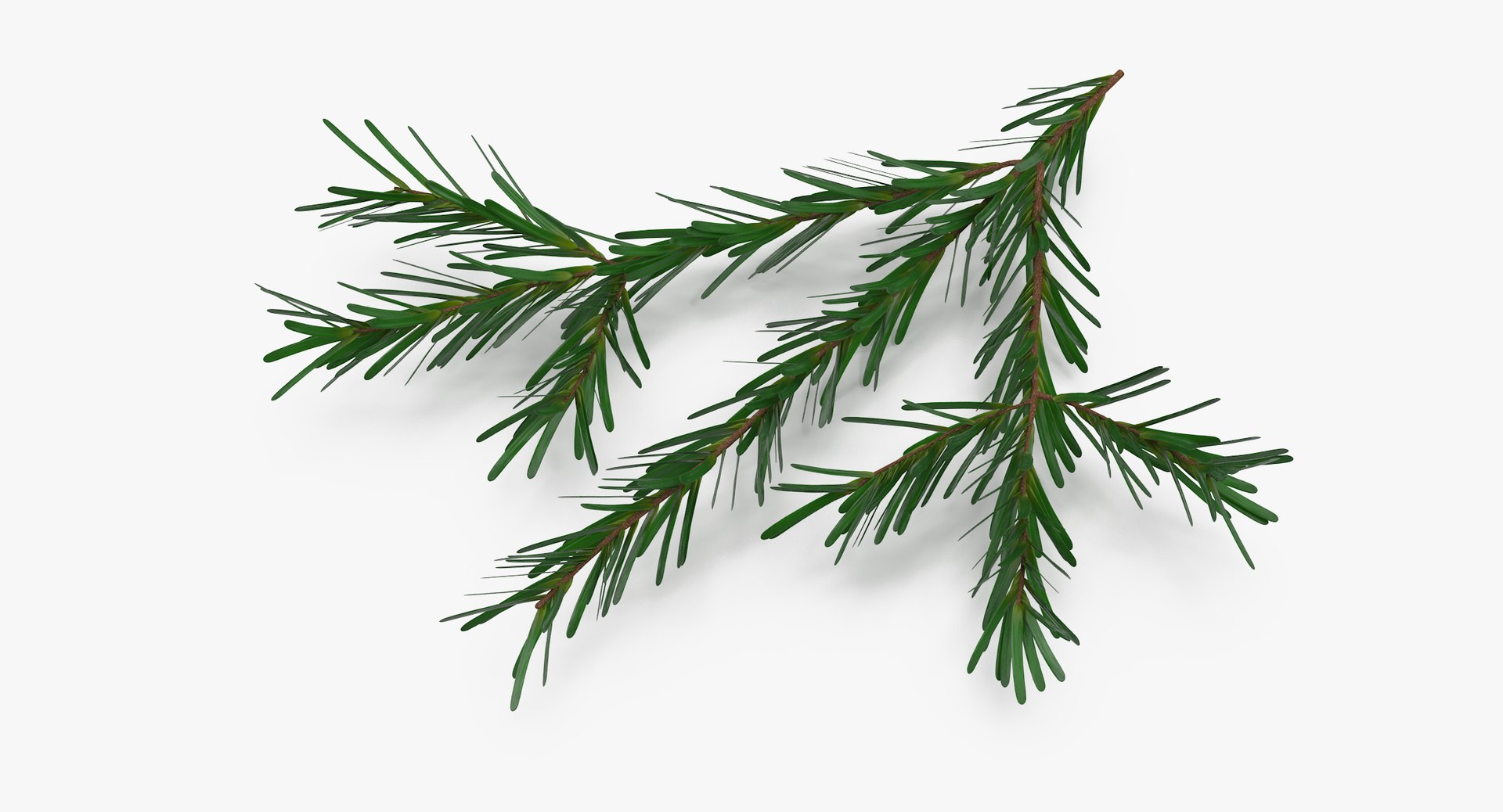 3d Model Pine Tree Sprig