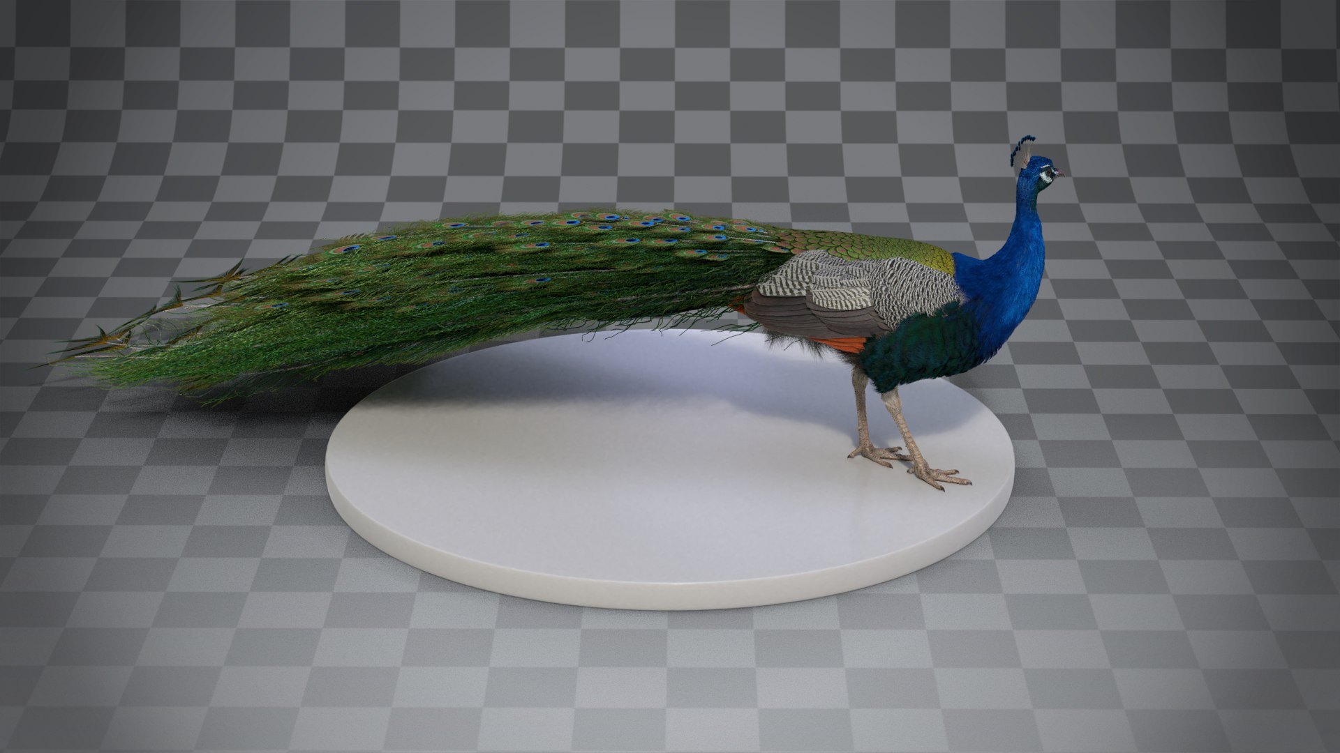 Indian Peafowl Animated model - TurboSquid 1906721