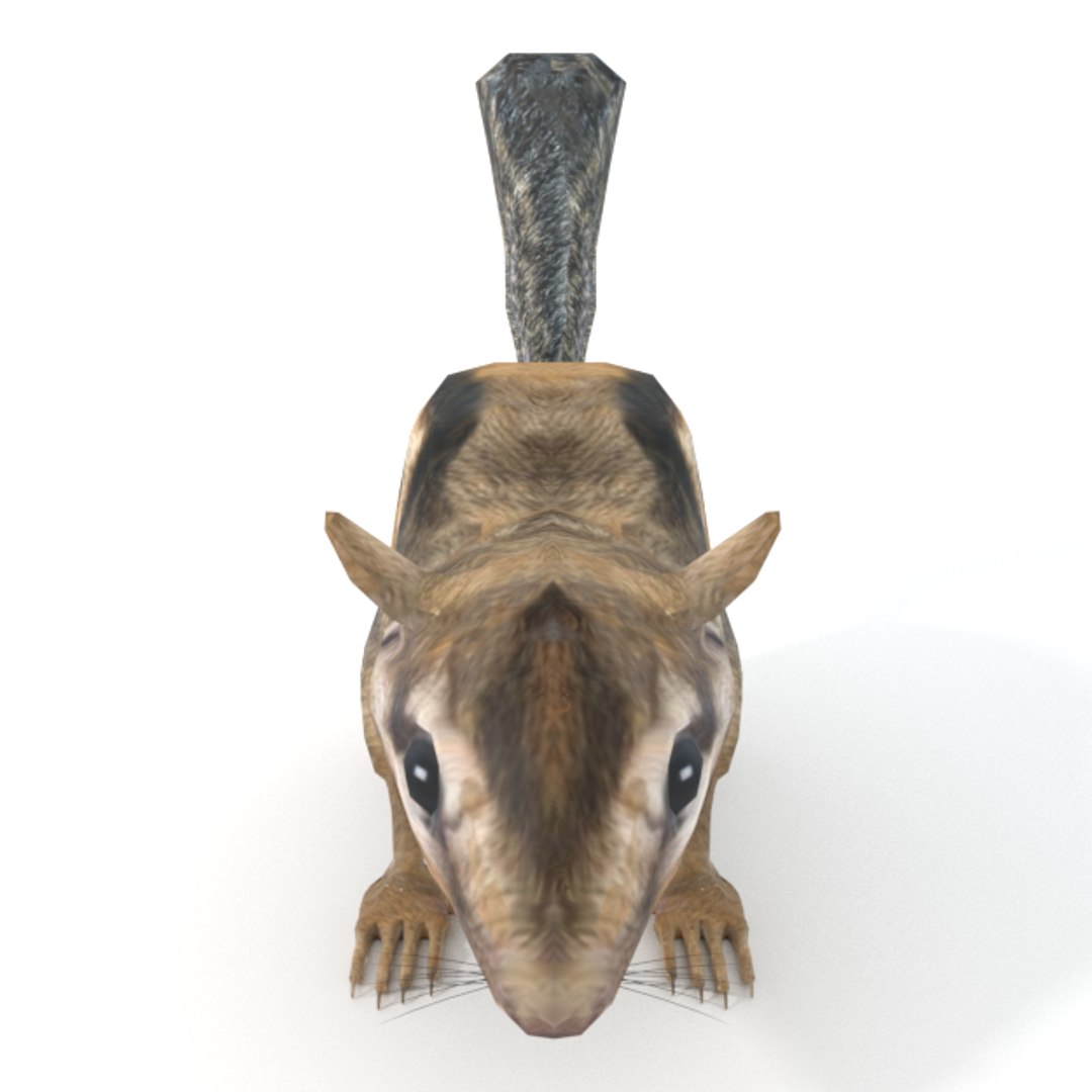 3D Chipmunk Model - TurboSquid 1316765