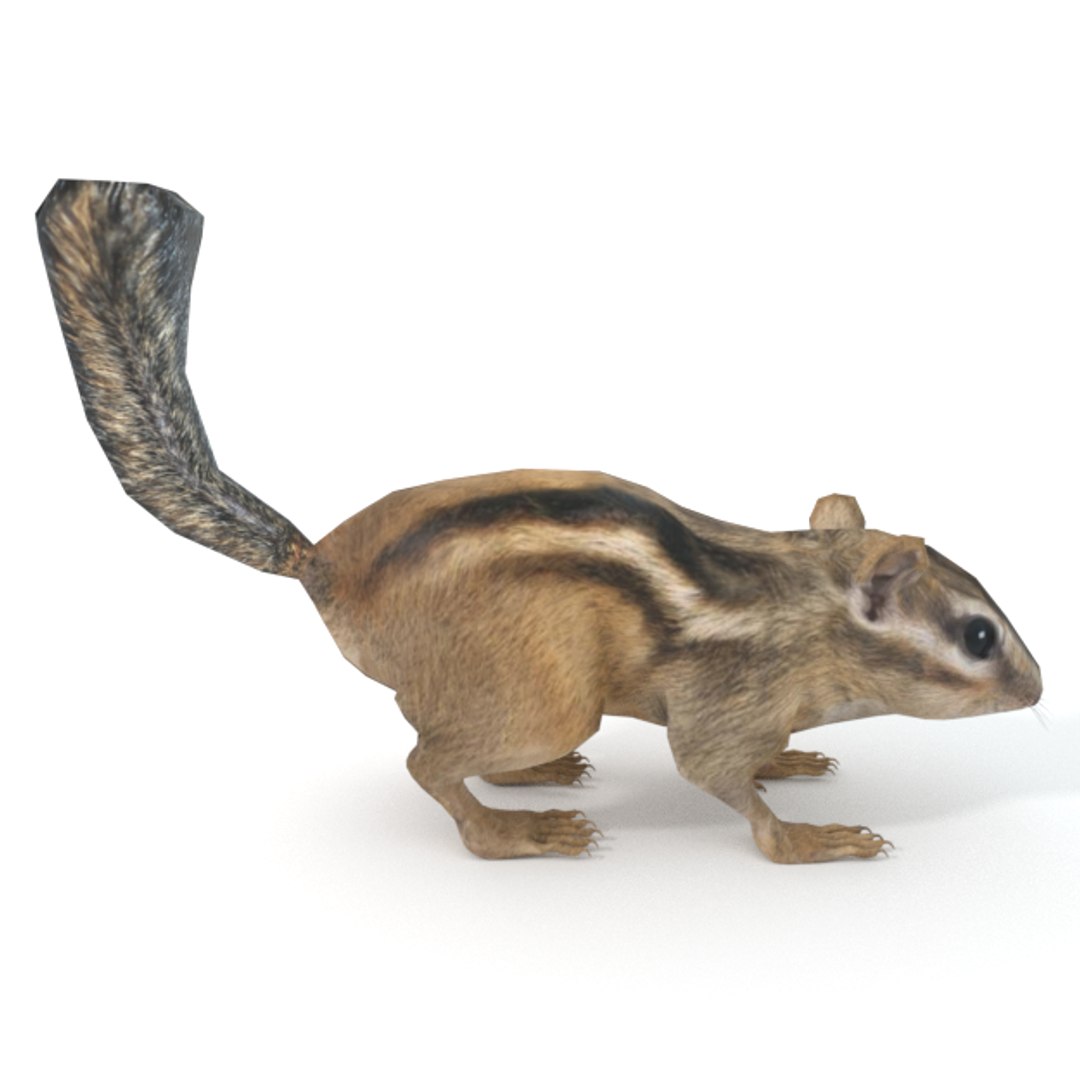 3D Chipmunk Model - TurboSquid 1316765