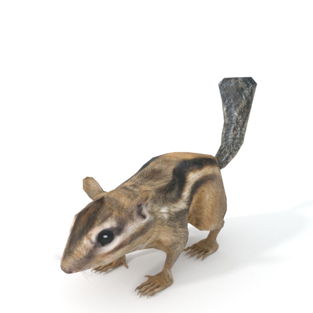 3D Chipmunk Model - TurboSquid 1316765