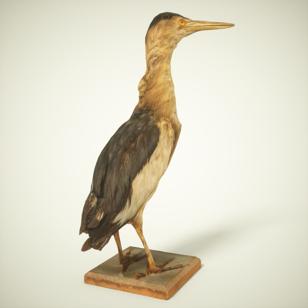 Animal digital photogrammetry 3D model - TurboSquid 1162955