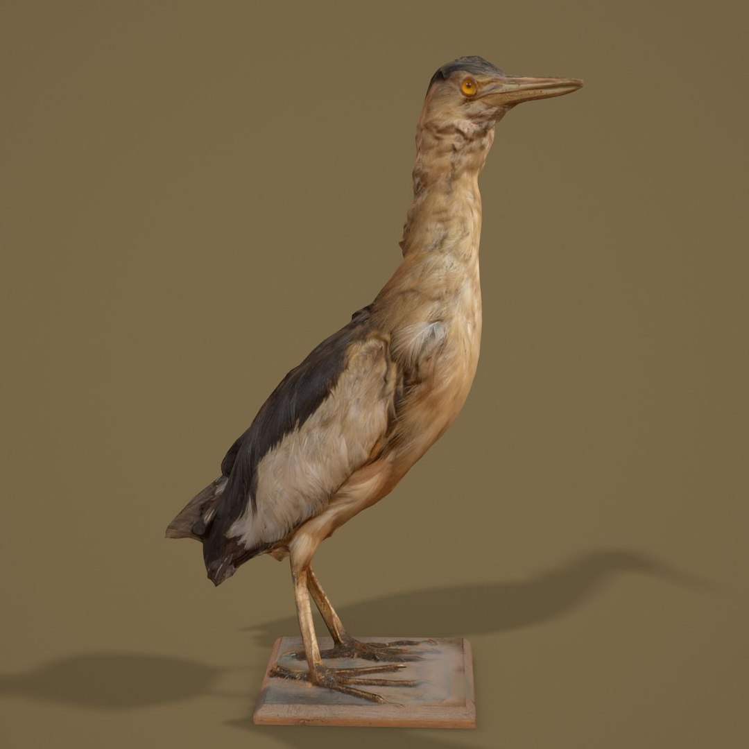 Animal digital photogrammetry 3D model - TurboSquid 1162955