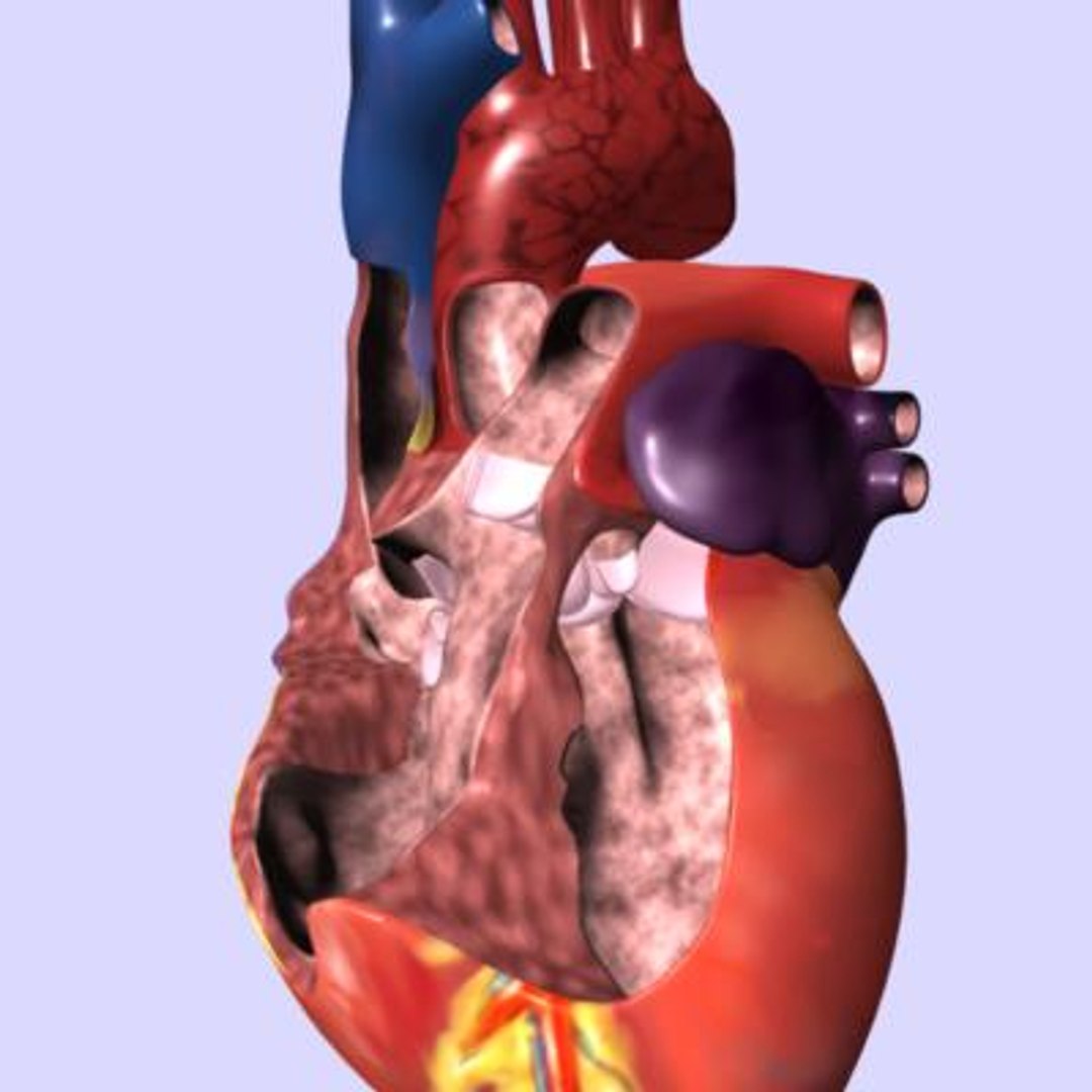 Human Heart Interior 3d Model