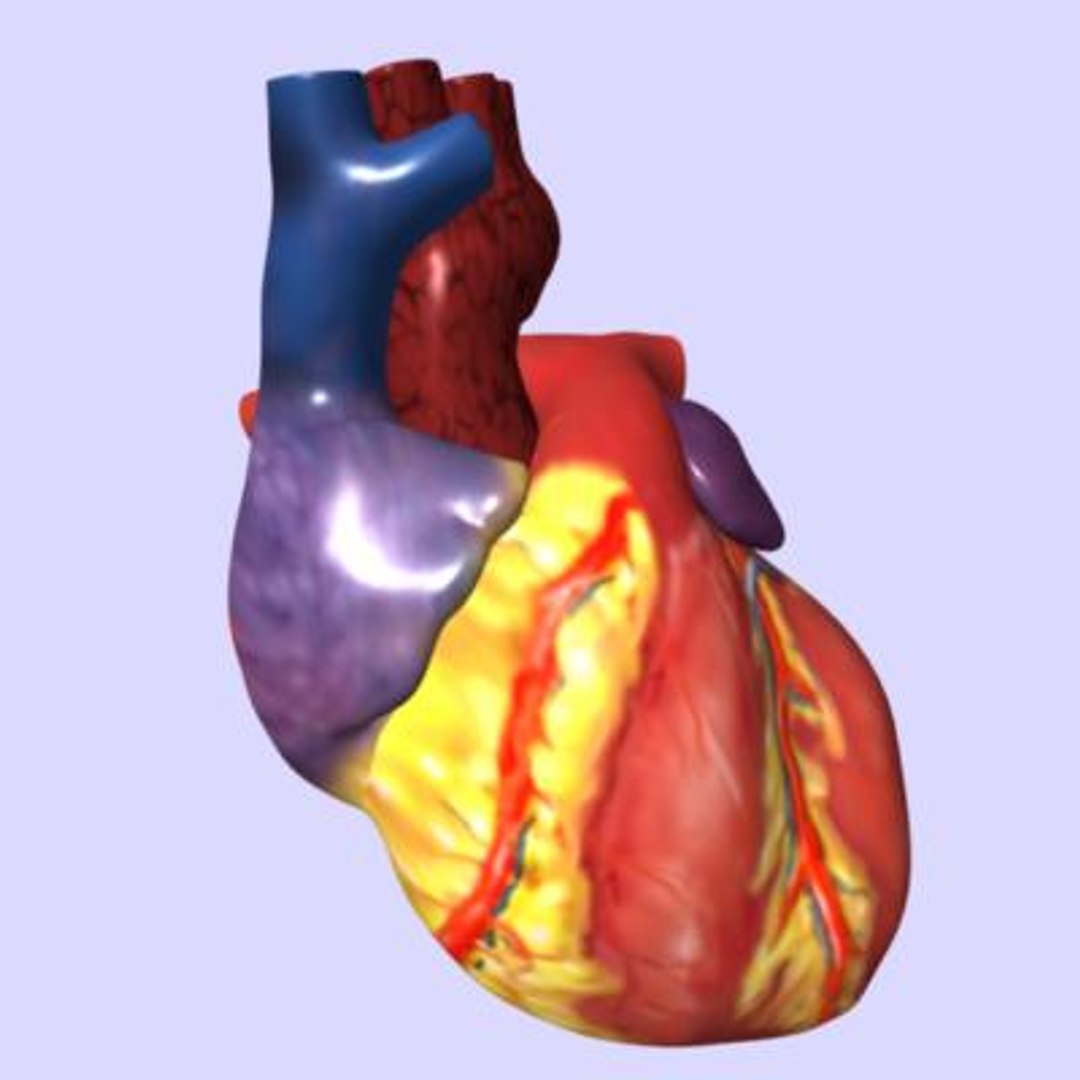 Human Heart Interior 3d Model