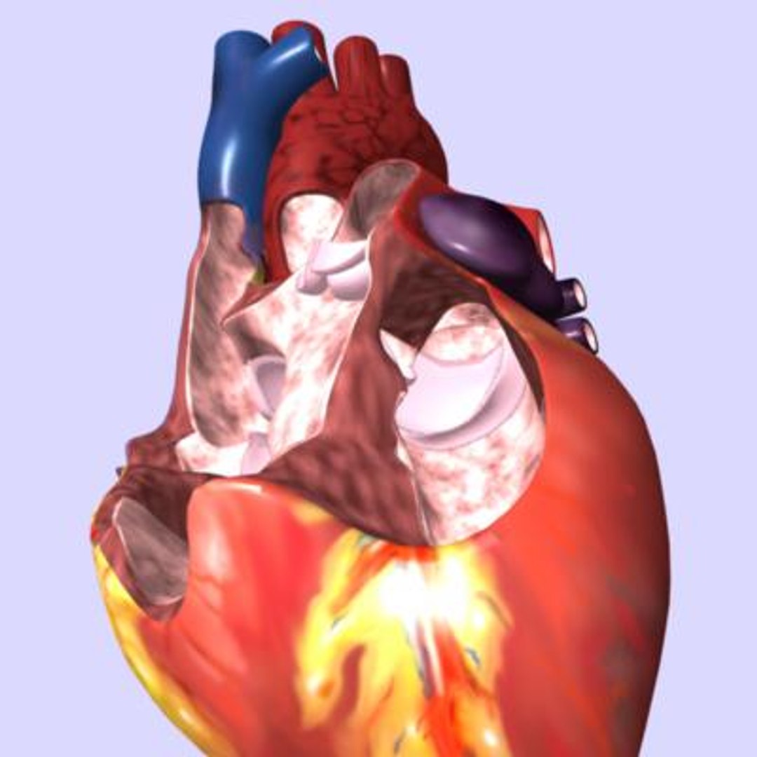 Human Heart Interior 3d Model