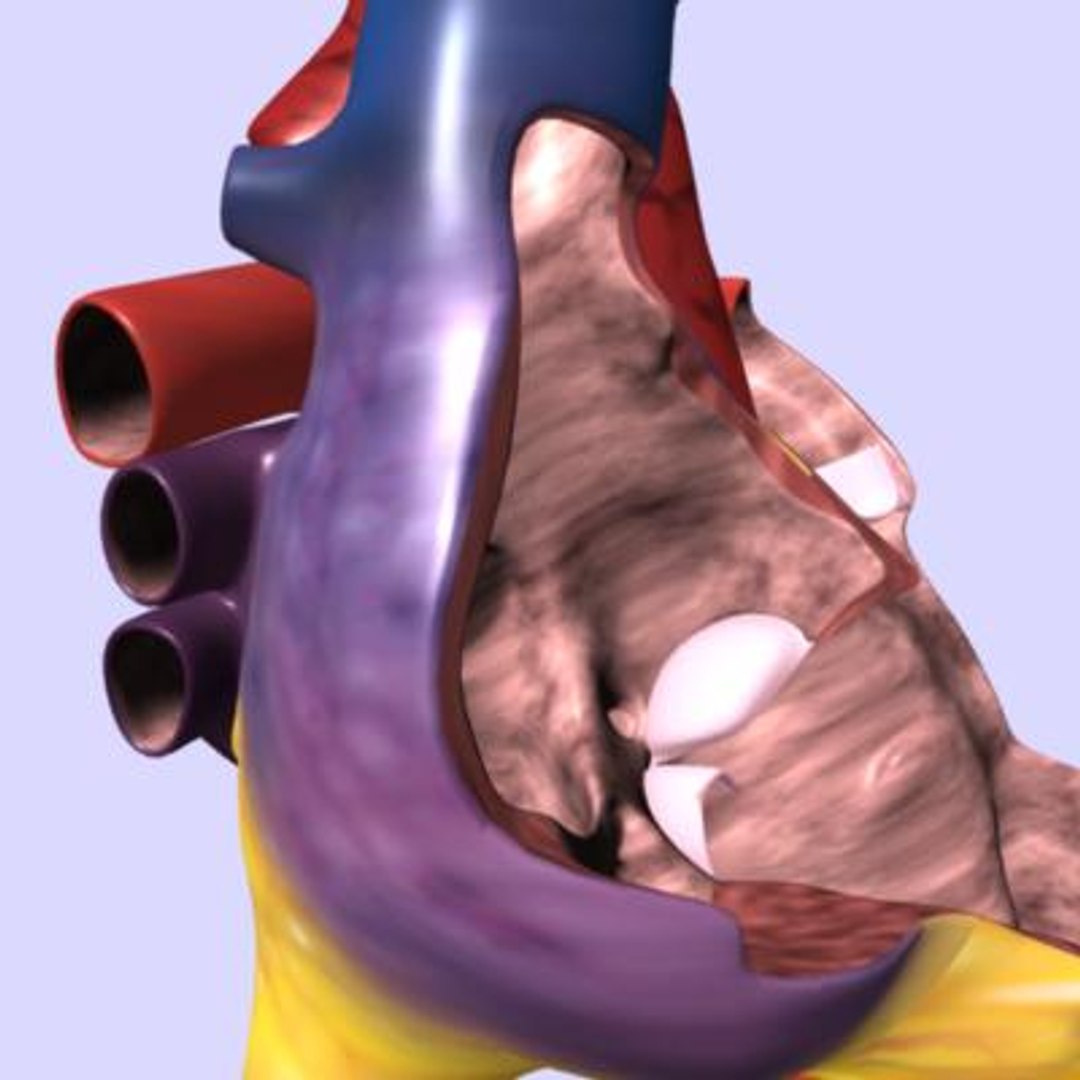 Human Heart Interior 3d Model