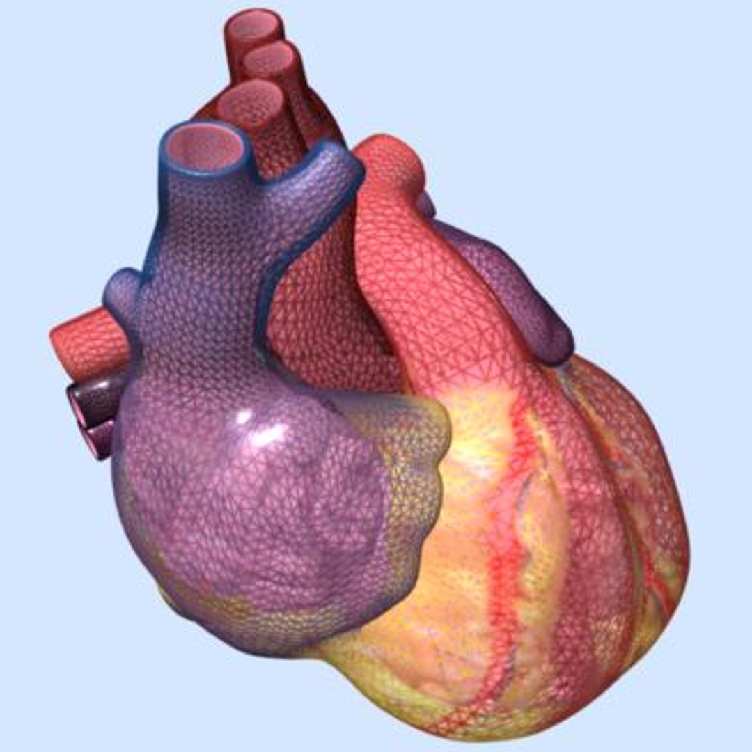 Human Heart Interior 3d Model