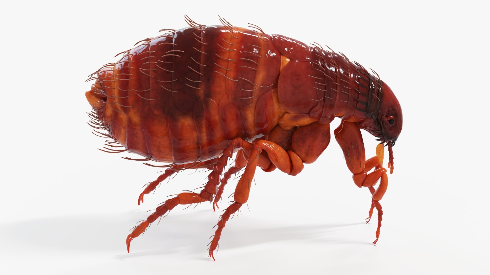 3D Flea Static - TurboSquid 2008654