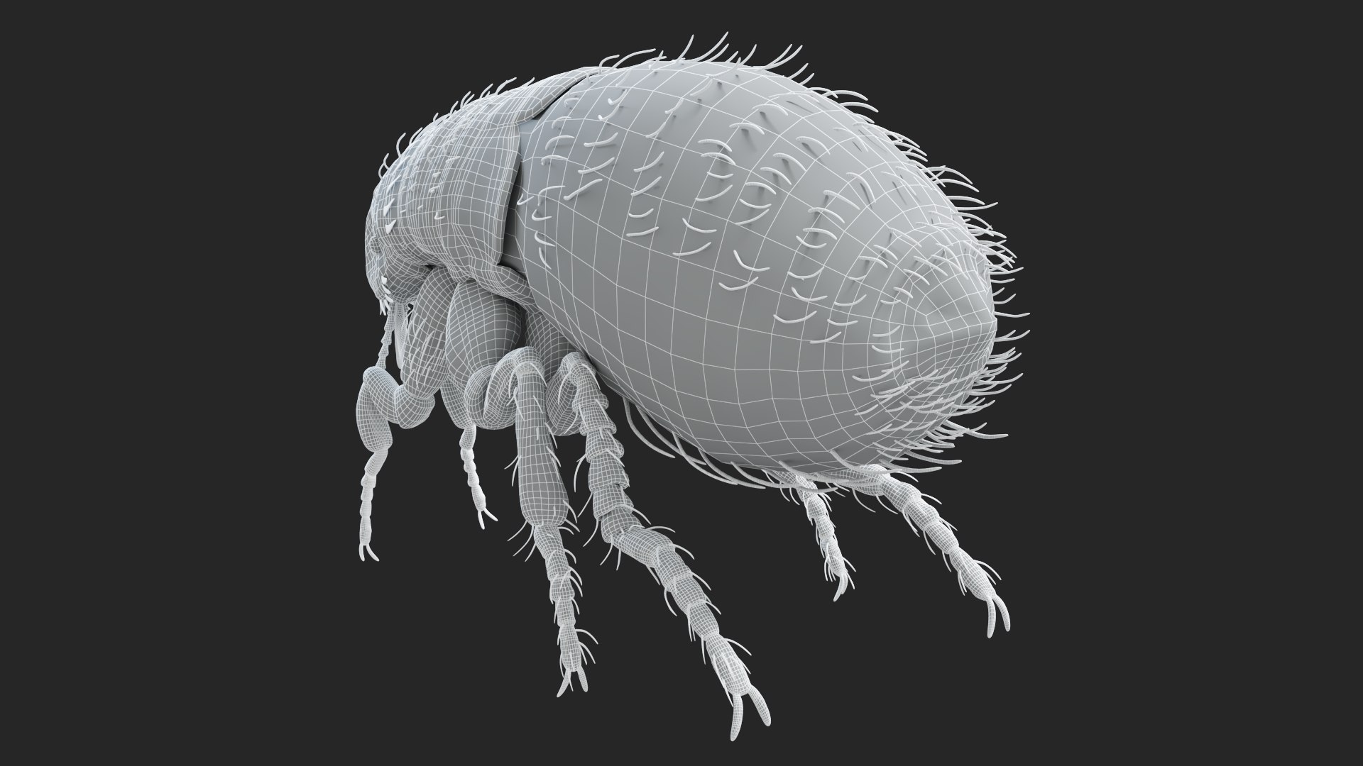 3D Flea Static - TurboSquid 2008654