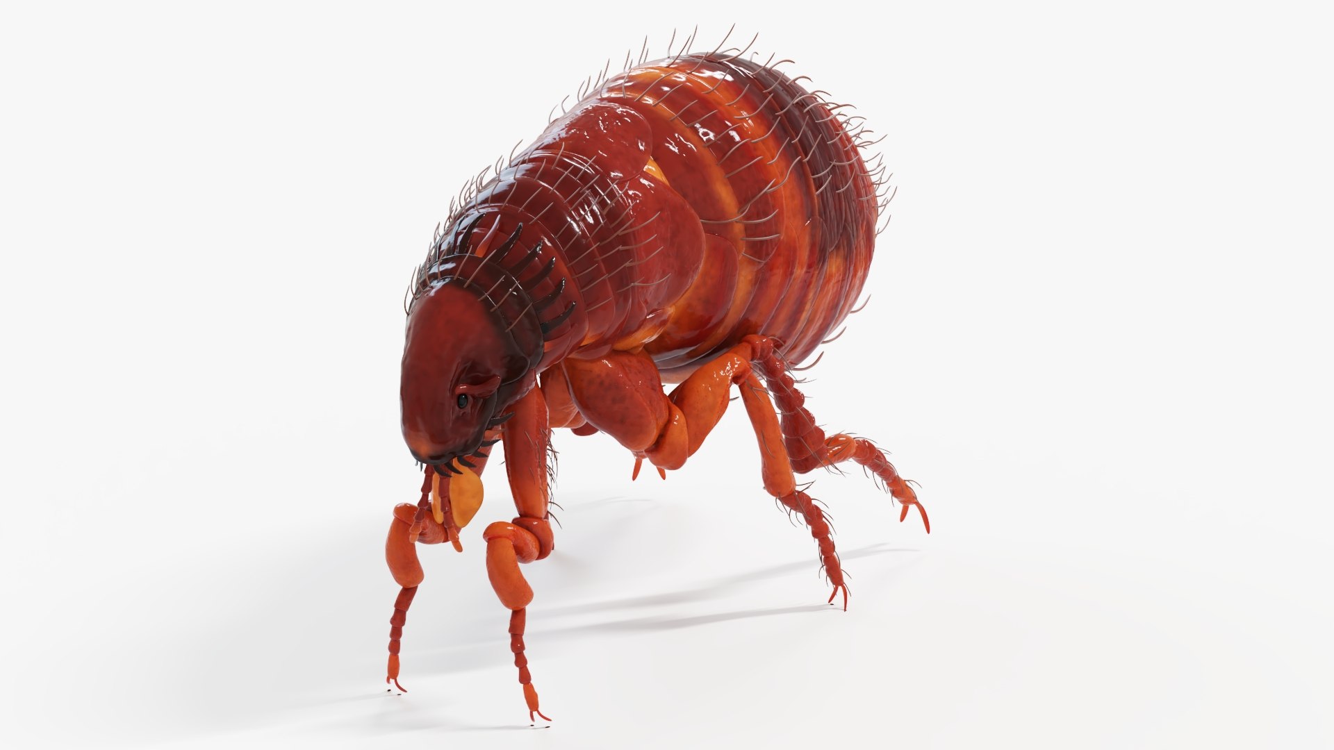 3D Flea Static - TurboSquid 2008654