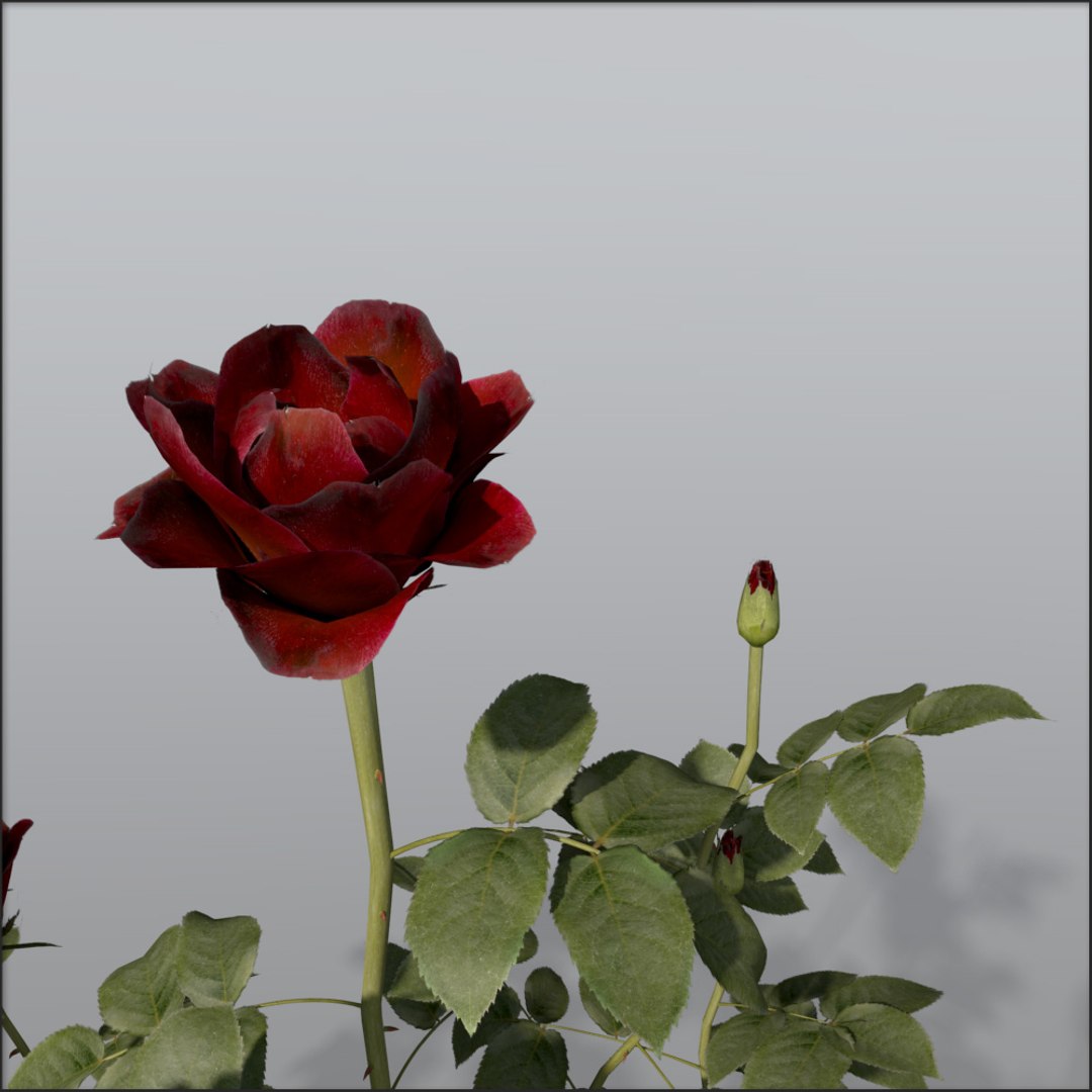 C4d Rose Bush