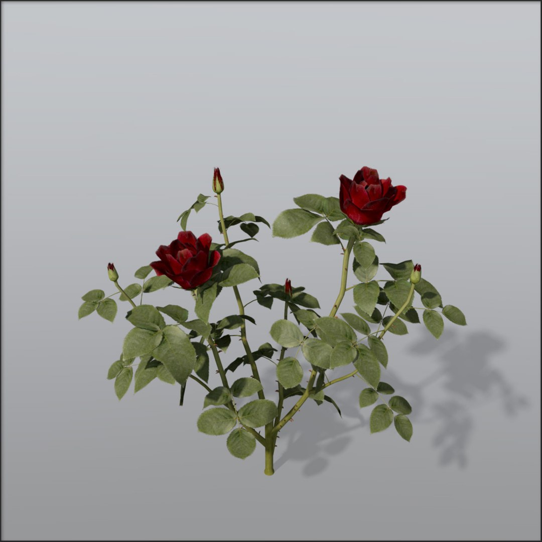 C4d Rose Bush