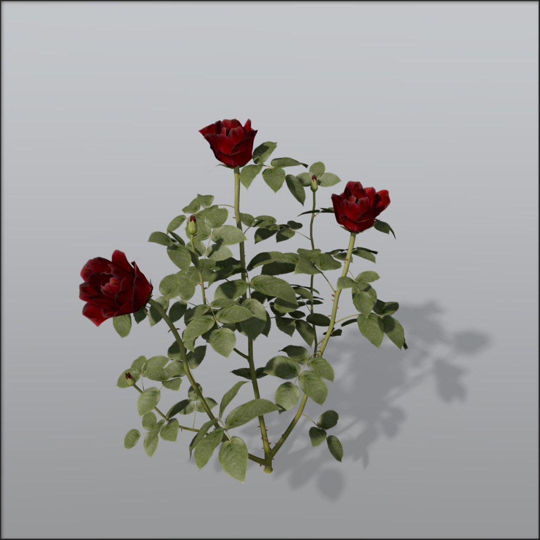 C4d Rose Bush