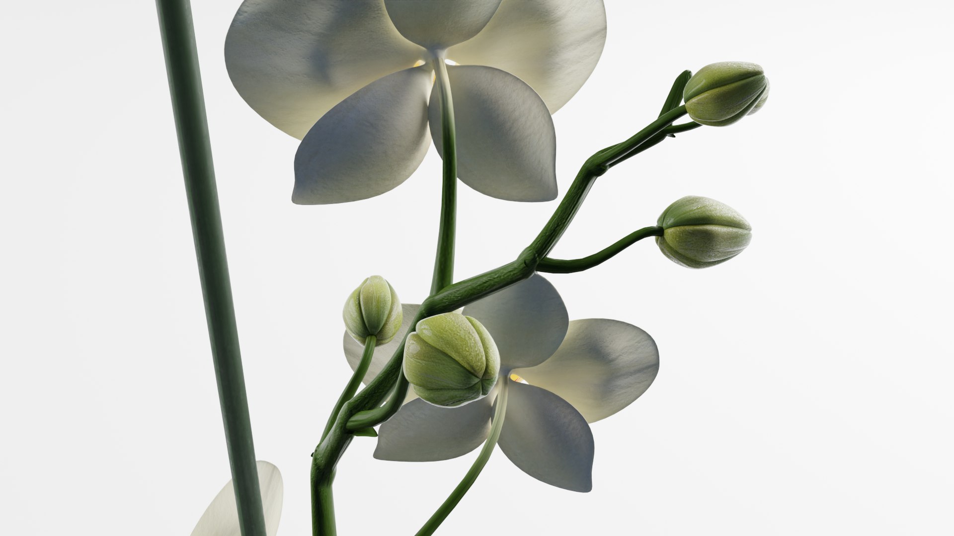 Orchid With Purple And Light Yellow Flowers In Translucent Pot 3D ...