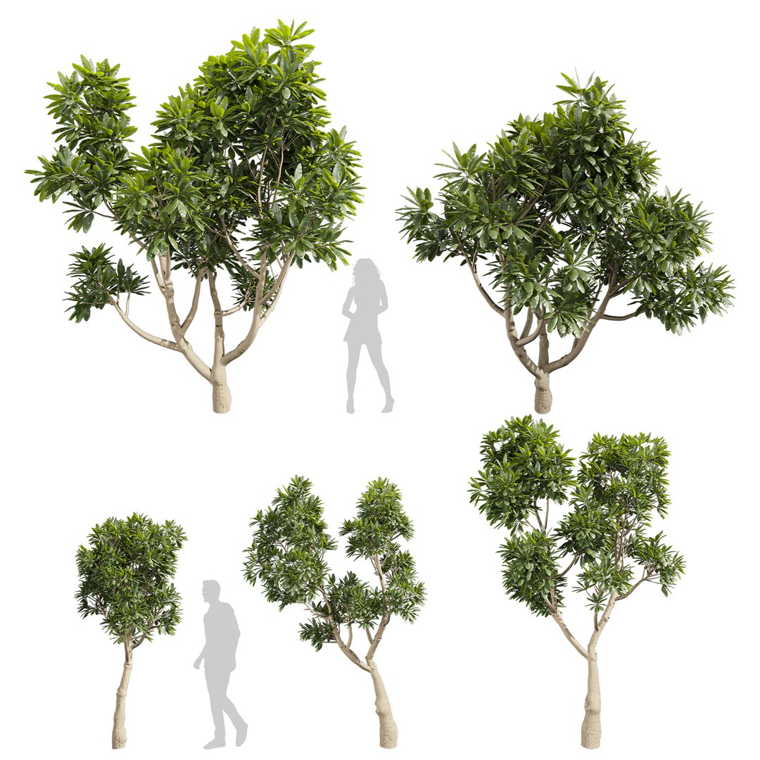 3D Model Collection Plant Vol 572 - Plumeria - Obtusa - Tree - 3Ds Max ...