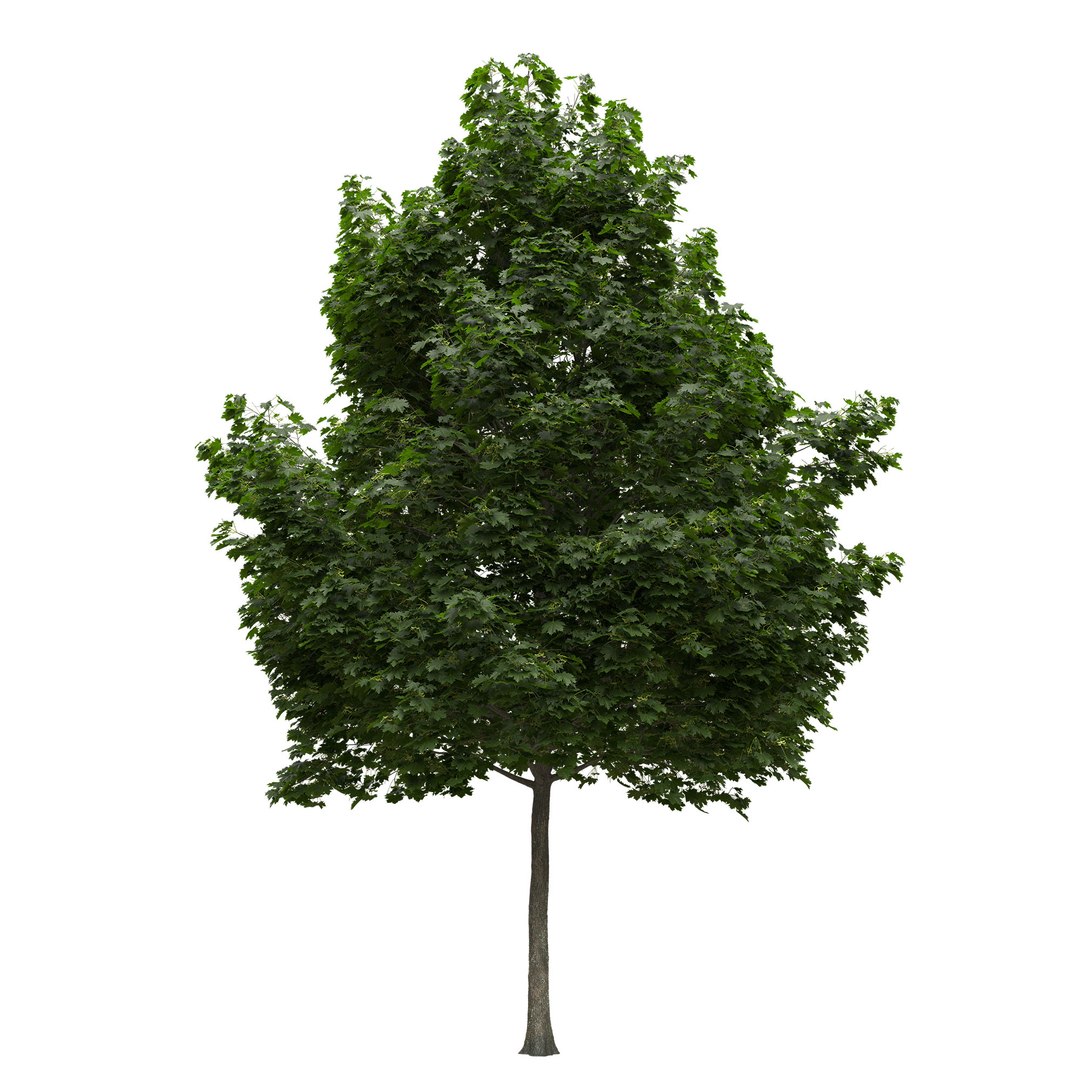 3D Acer Platanoides 201SU - Norway Maple Model - TurboSquid 2268025
