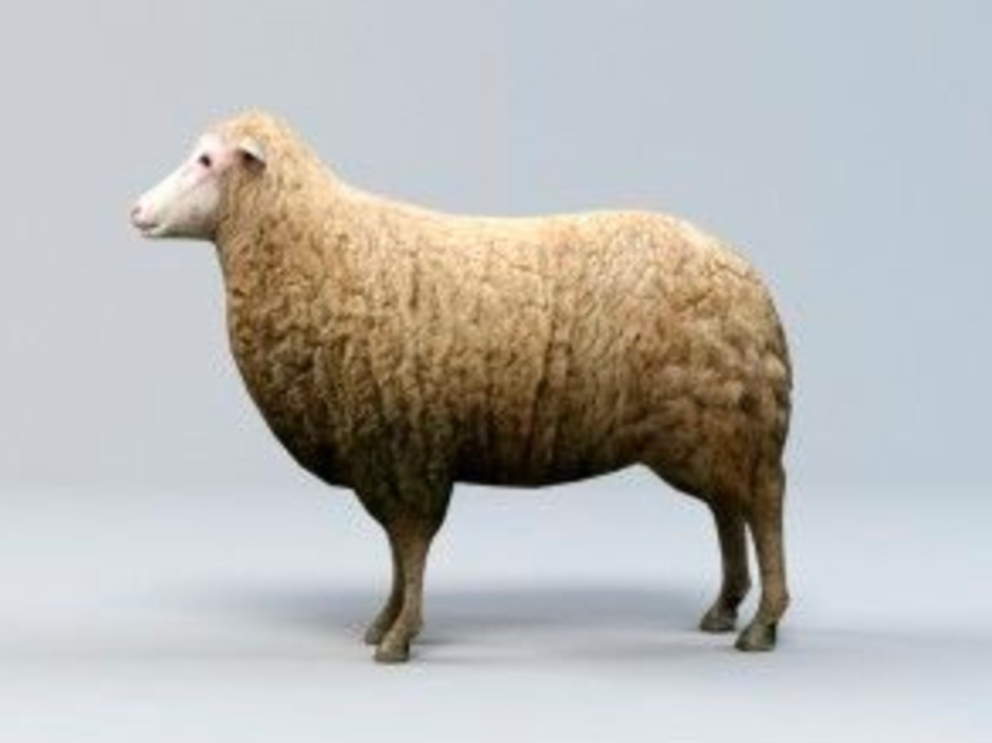 3D Model Sheep Animal - TurboSquid 1616579