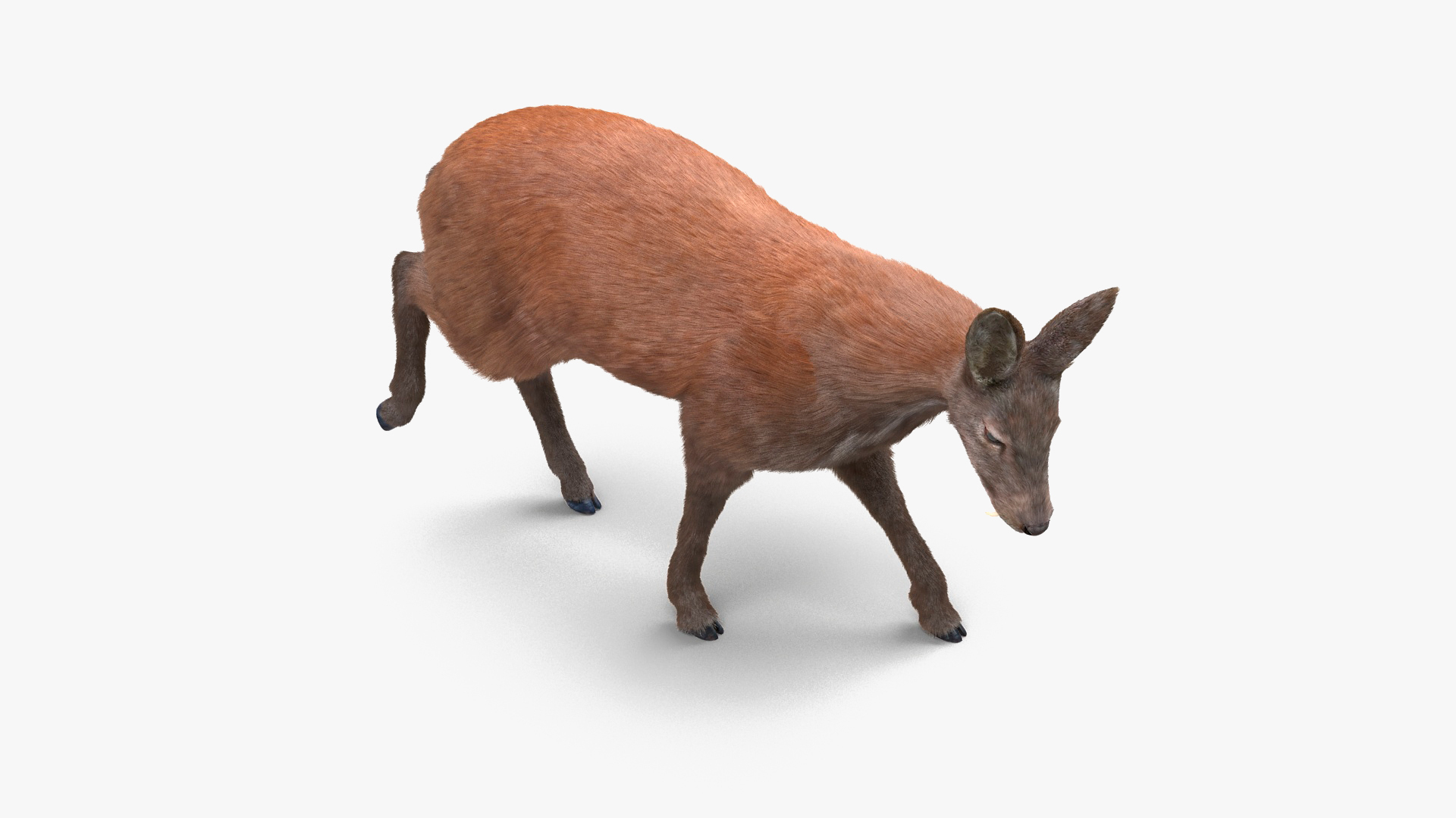 3D Grazing Musk Deer Fur - TurboSquid 2180777