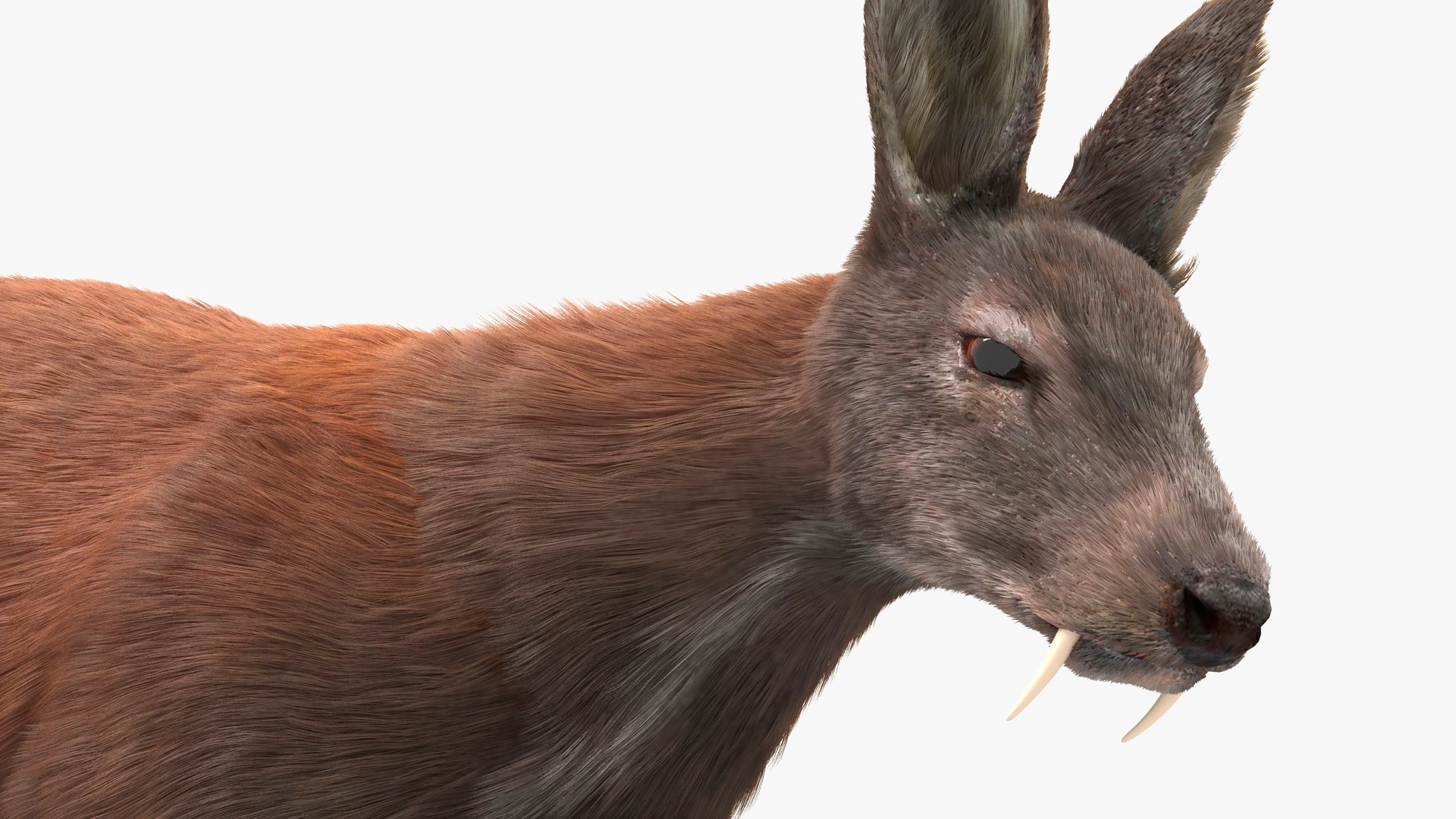 3D Grazing Musk Deer Fur - TurboSquid 2180777