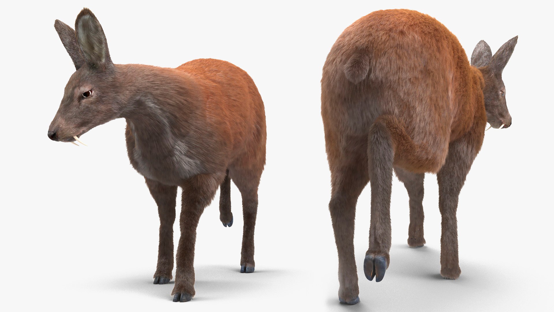 3D Grazing Musk Deer Fur - TurboSquid 2180777