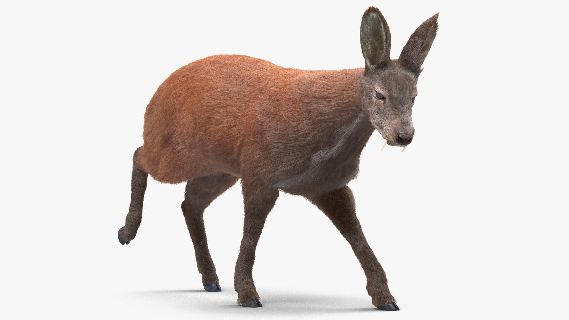 3D Grazing Musk Deer Fur - TurboSquid 2180777