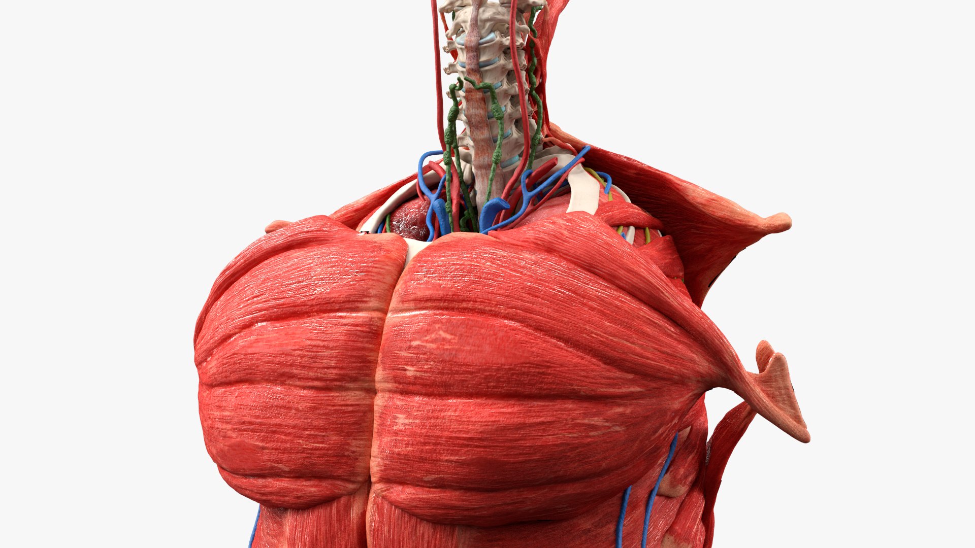 Male Torso Anatomy Muscles And Organs 3D Model - TurboSquid 2414368