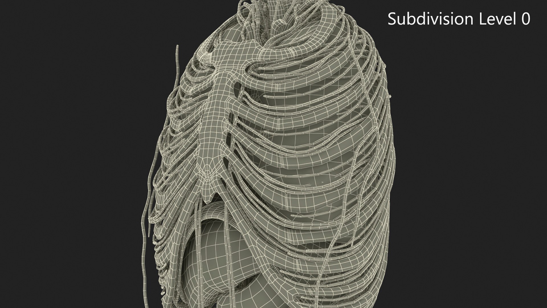 Male Torso Anatomy Muscles And Organs 3D Model - TurboSquid 2414368