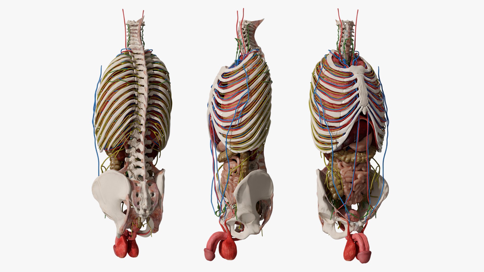 Male Torso Anatomy Muscles And Organs 3D Model - TurboSquid 2414368