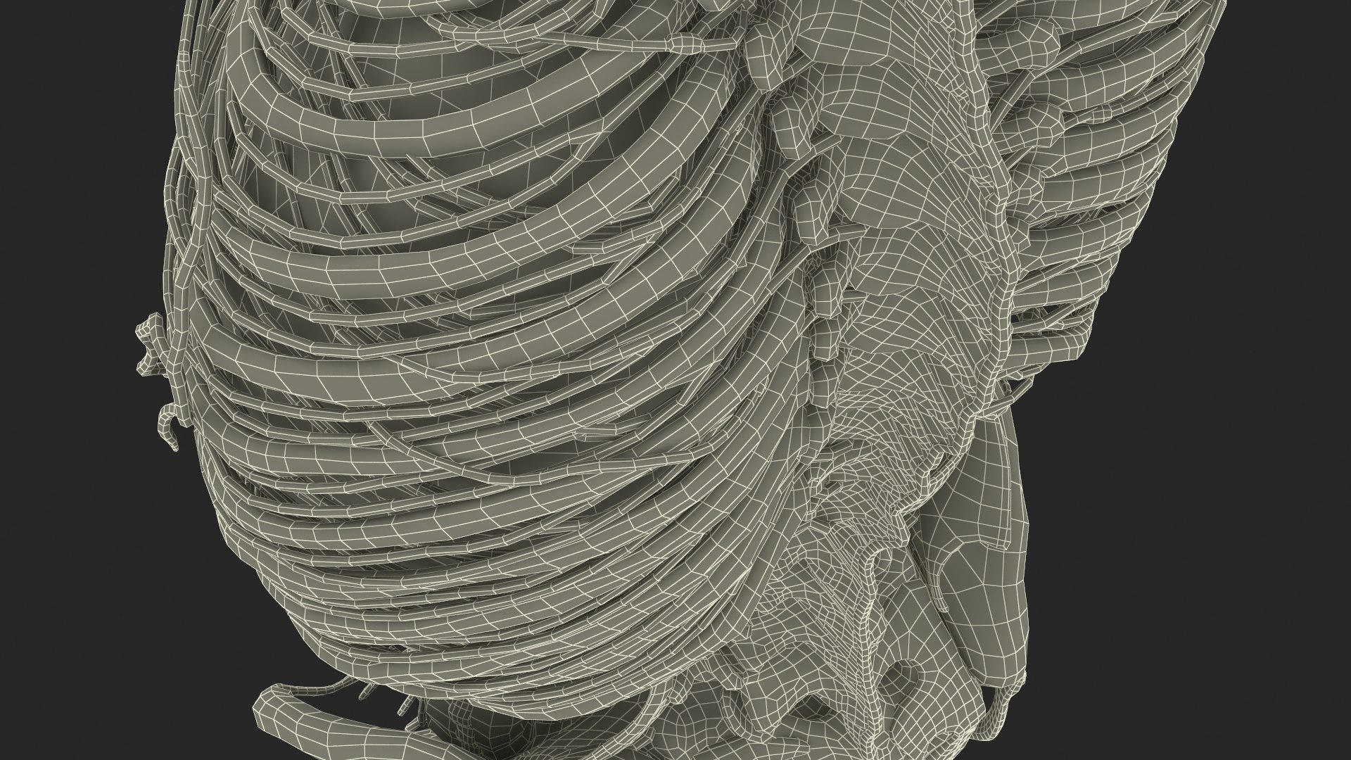 Male Torso Anatomy Muscles And Organs 3D Model - TurboSquid 2414368