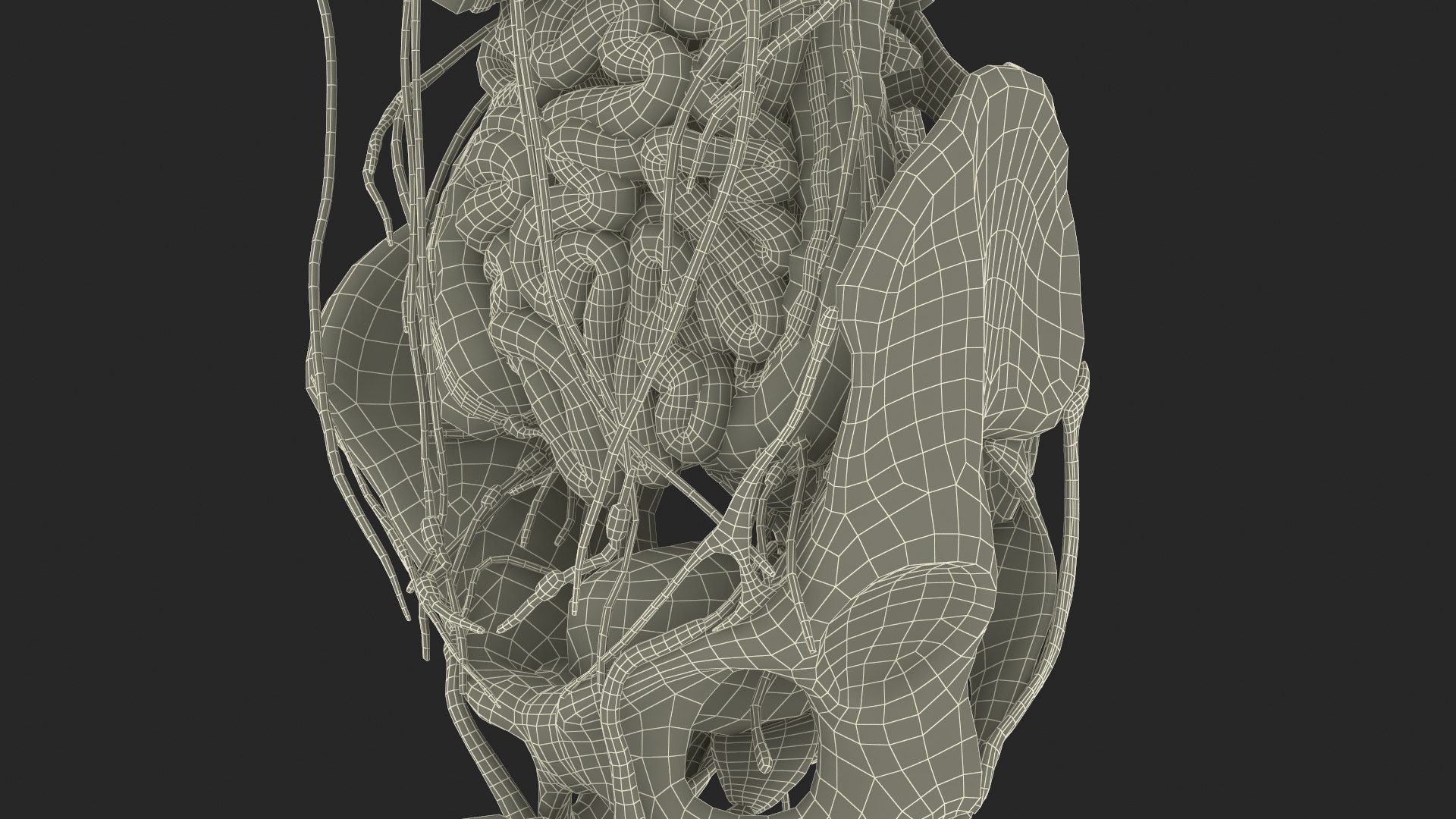 Male Torso Anatomy Muscles And Organs 3D Model - TurboSquid 2414368