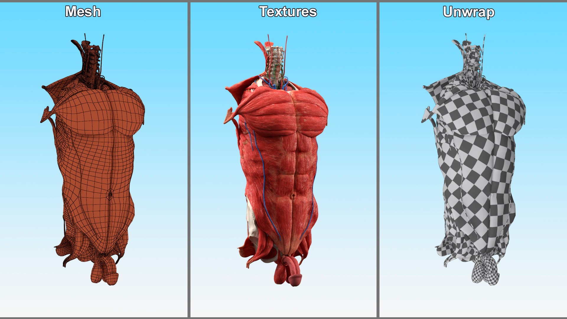Male Torso Anatomy Muscles And Organs 3D Model - TurboSquid 2414368