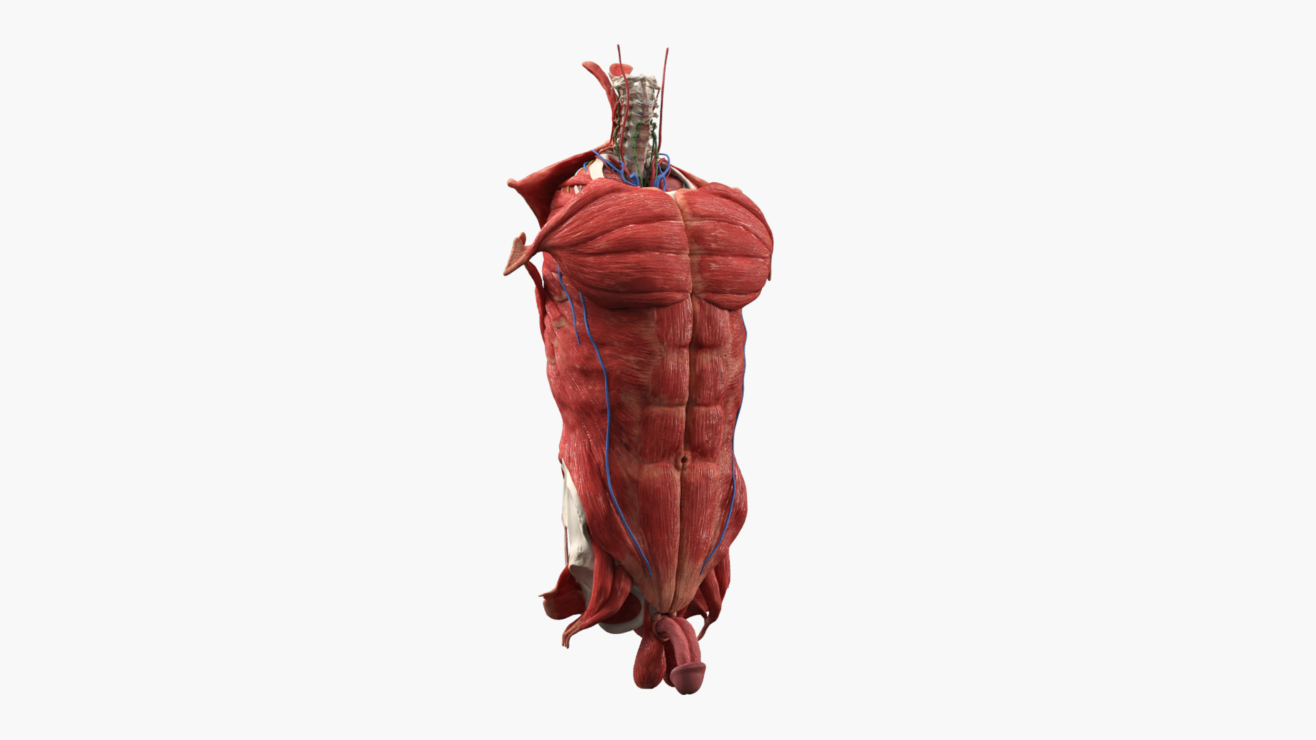 Male Torso Anatomy Muscles And Organs 3D Model - TurboSquid 2414368