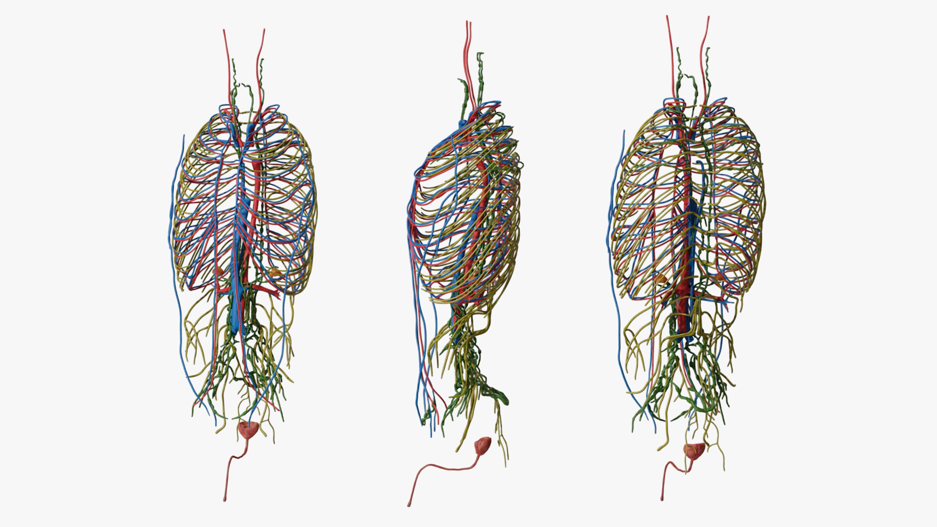 Male Torso Anatomy Muscles And Organs 3D Model - TurboSquid 2414368