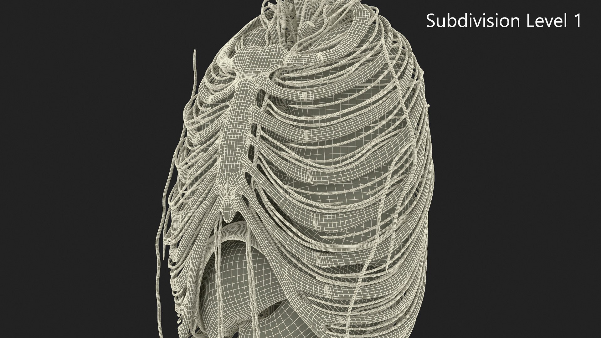 Male Torso Anatomy Muscles And Organs 3D Model - TurboSquid 2414368