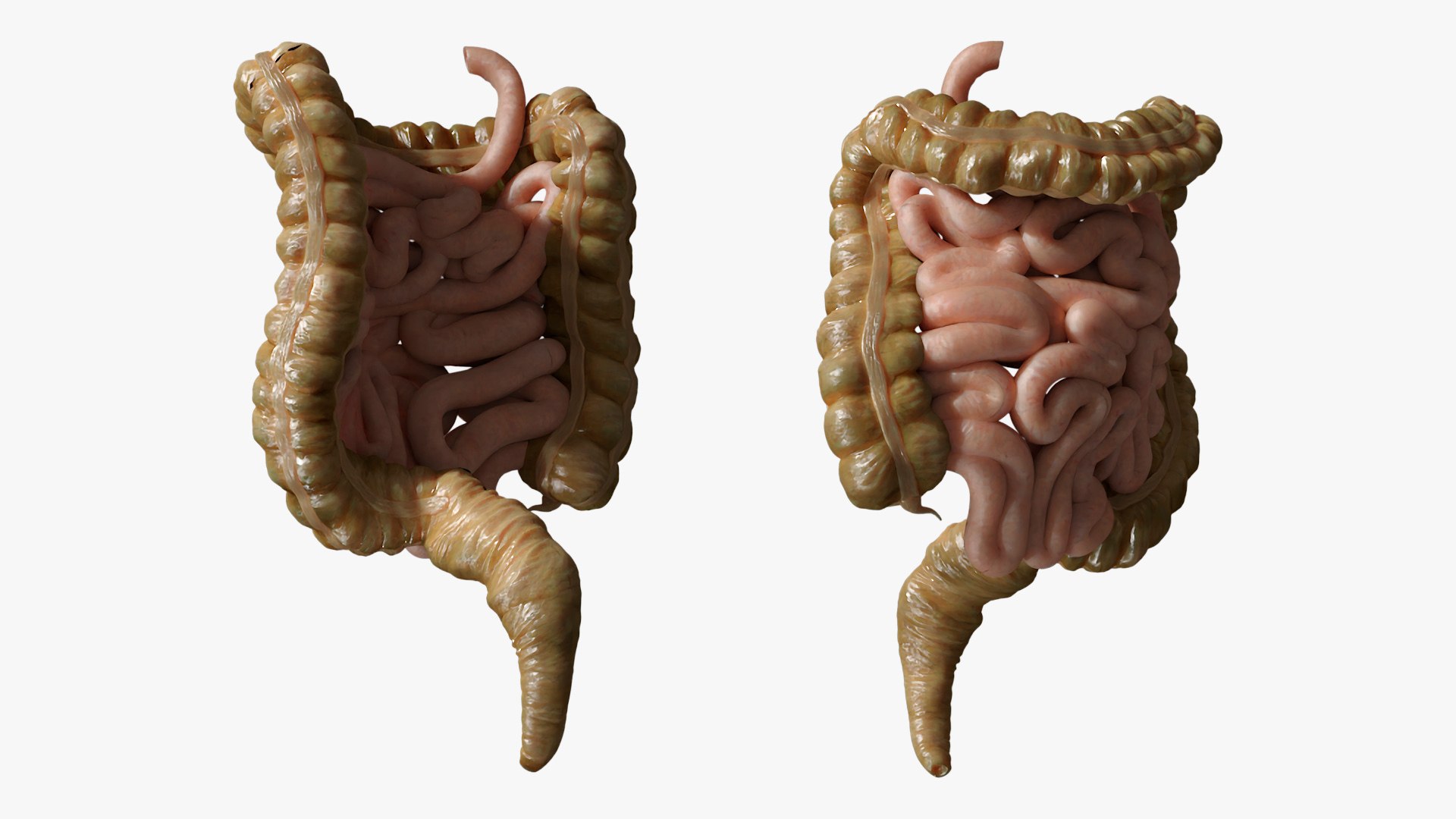 Male Torso Anatomy Muscles And Organs 3D Model - TurboSquid 2414368