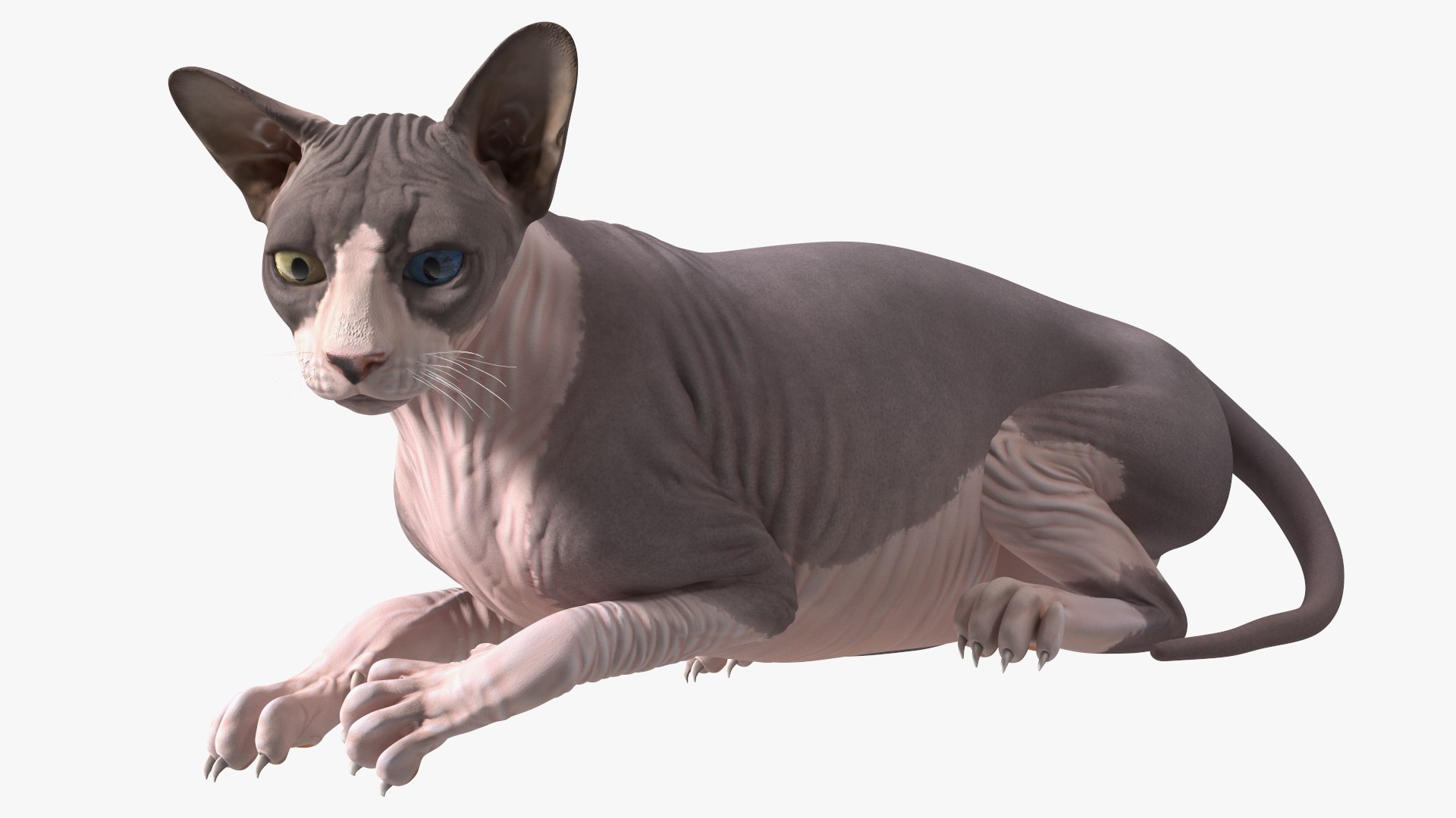 3D Model Cat Tree 5-Level With Cat - TurboSquid 1820884