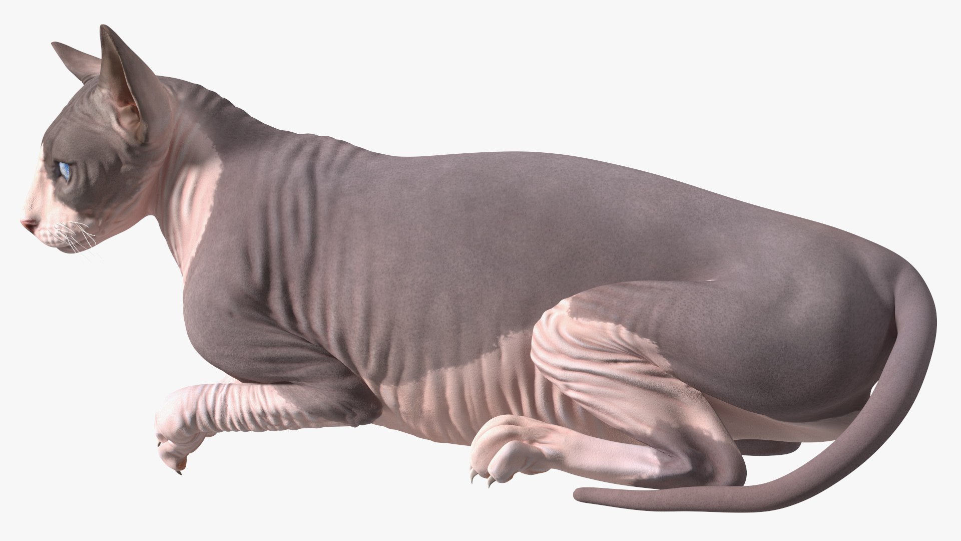 3D Model Cat Tree 5-Level With Cat - TurboSquid 1820884