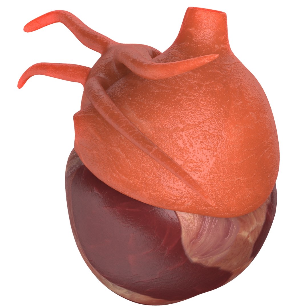 Obj Human Heart