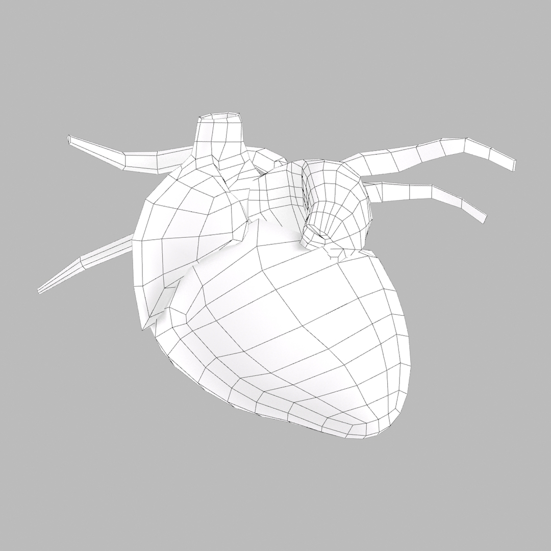 Obj Human Heart