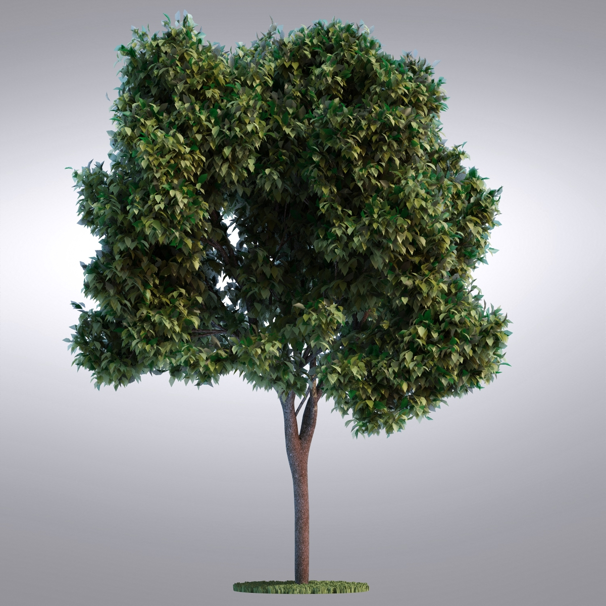 hi realistic series tree 3d model