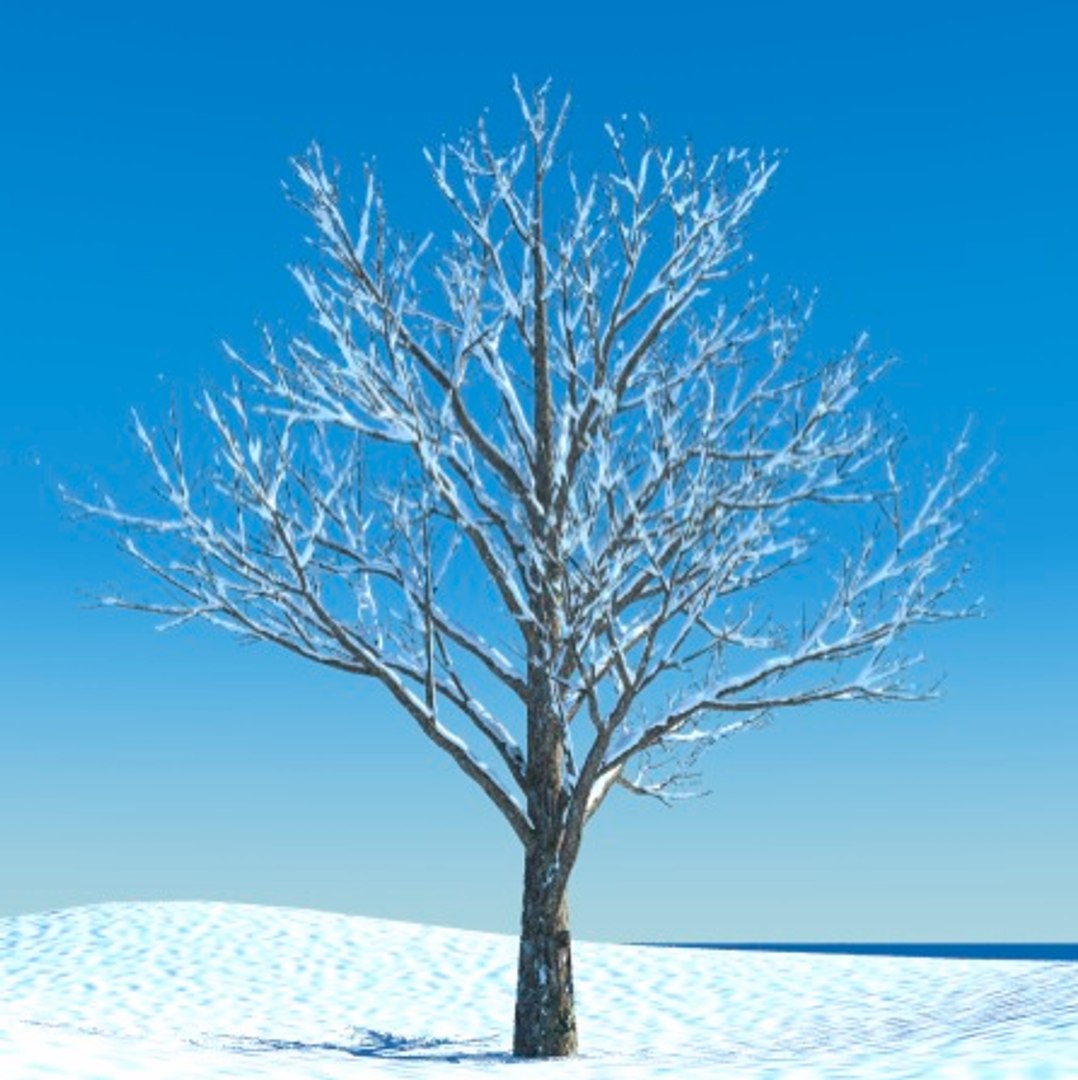 3d Snow Tree Model