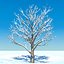 3d Snow Tree Model
