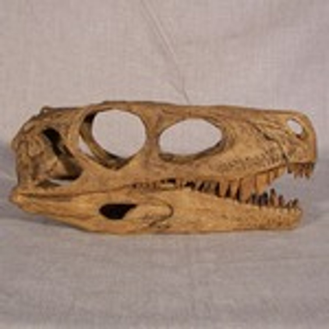 Herrerasaurus Dinosaur 3d Model
