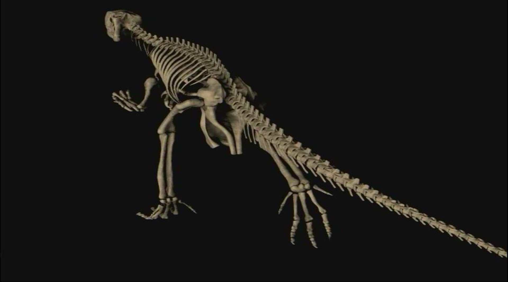 Herrerasaurus Dinosaur 3d Model